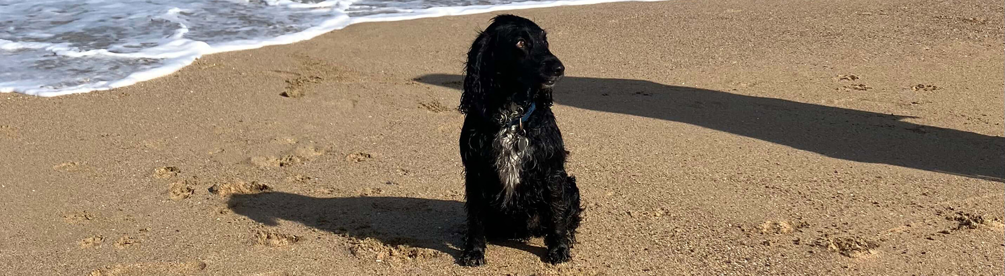 Archie - Lantic Locations